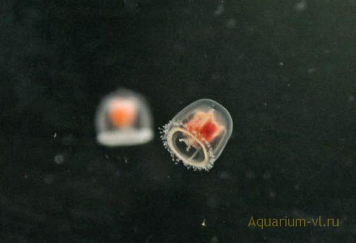 turritopsis_dohrnii_3 | Аквариум по размерам