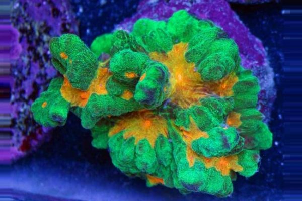 Пектиния "Pectinia spp" | Аквариум по размерам