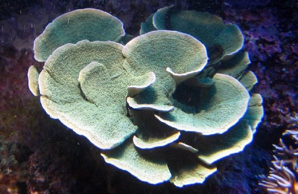 Монтипора «Montipora spp» | Аквариум по размерам